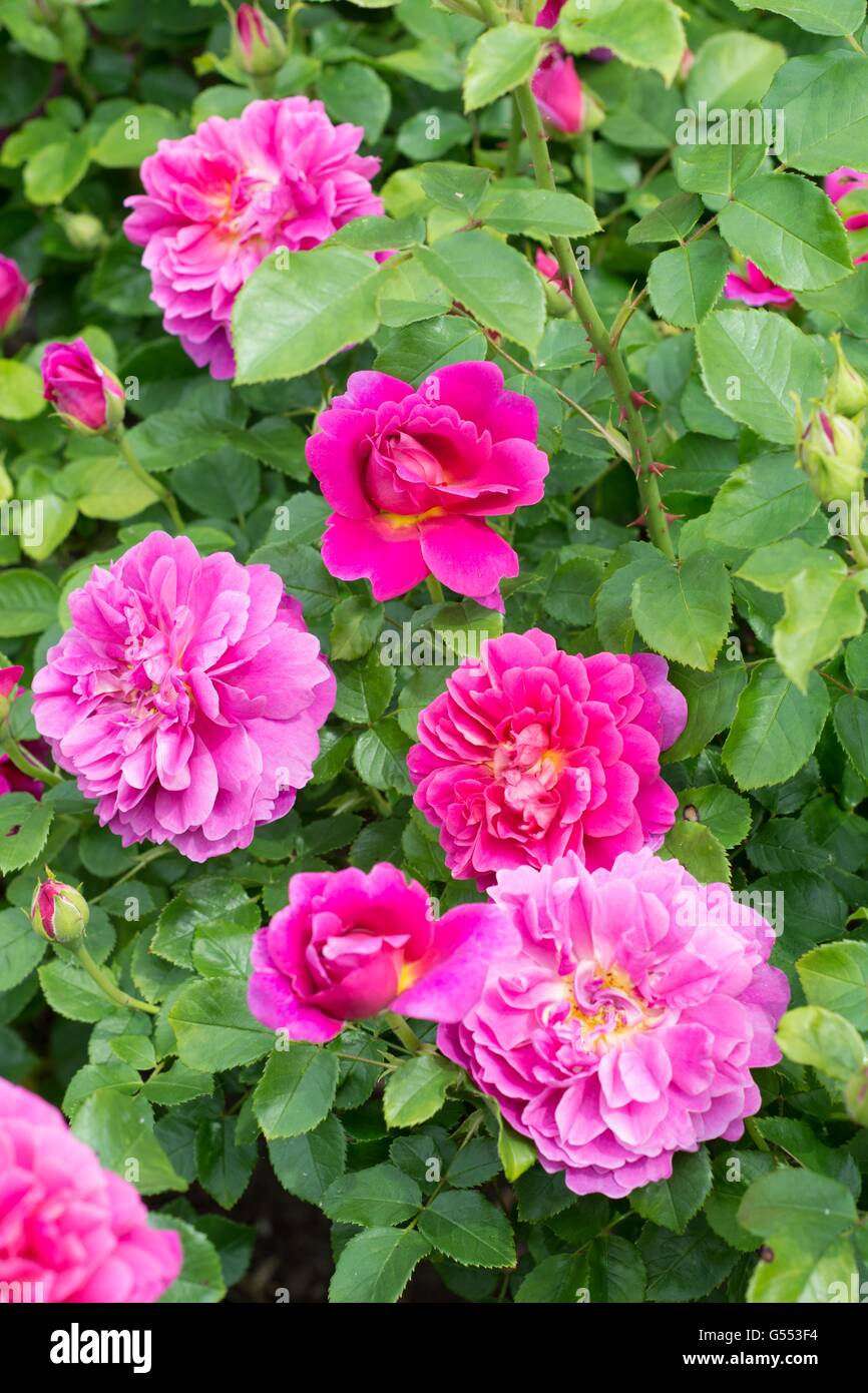 PRINCESS ANNE , English Rose - bred by David Austin, Shrub Rose Stock ...
