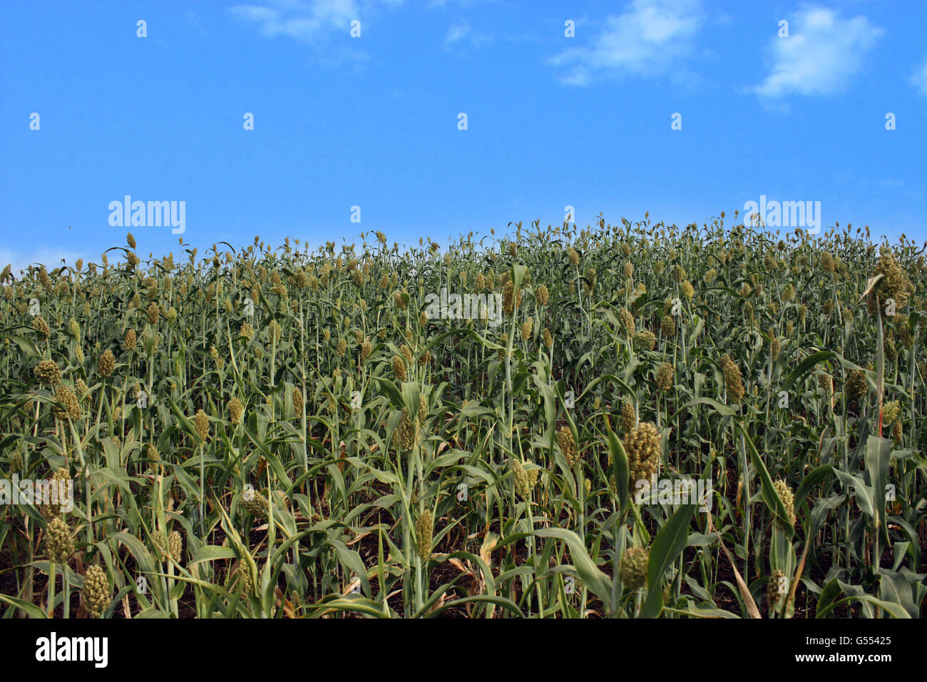 A view of the harvest of Sorghum / Jowar crop in India Stock Photo - Alamy