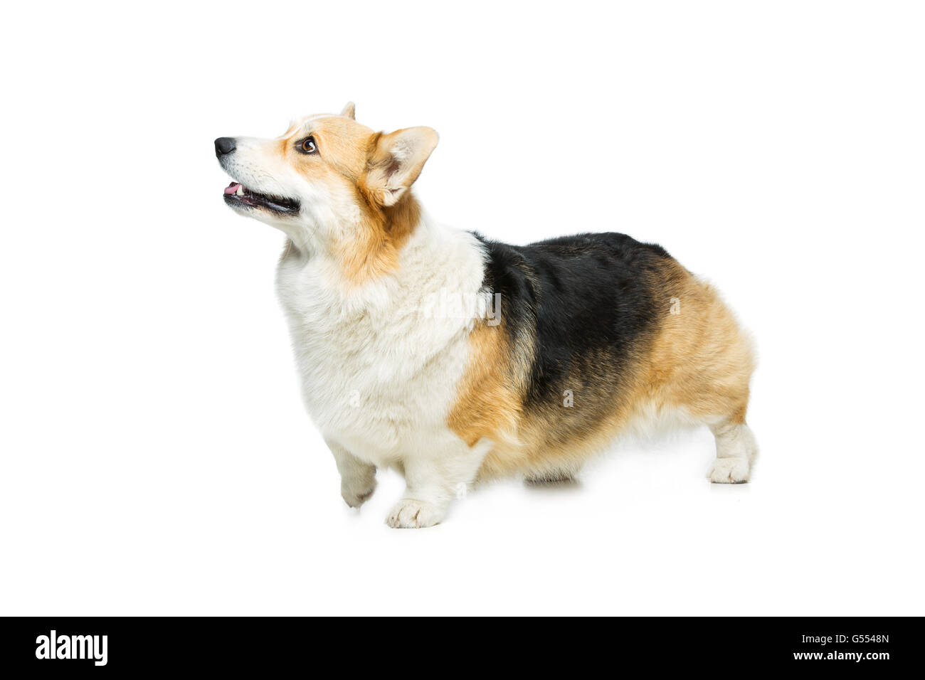 Standing welsh corgi Cut Out Stock Images & Pictures - Alamy