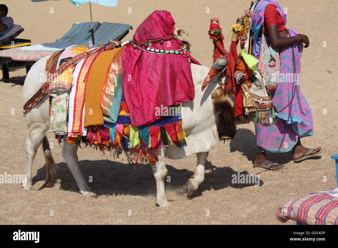 Traditional Holy Bull Stock Photo - Alamy