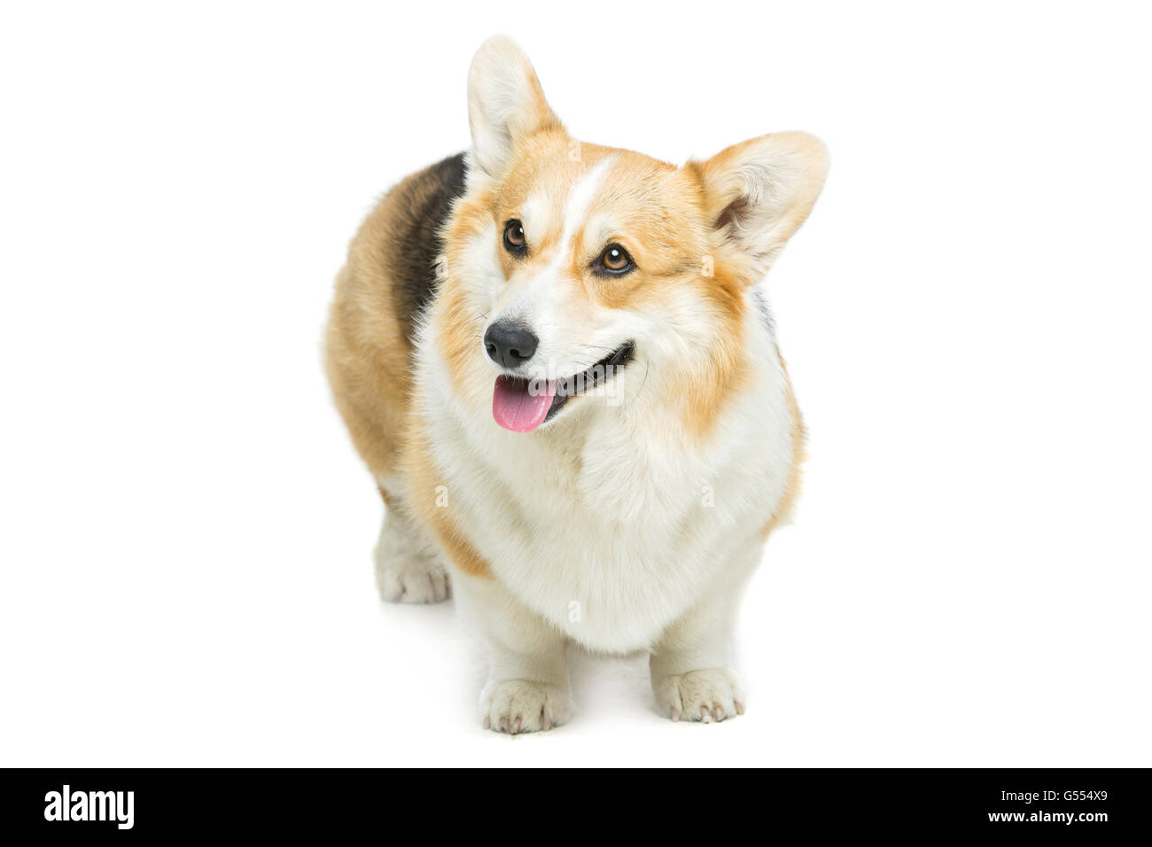 Beautiful welsh corgi dog Stock Photo - Alamy