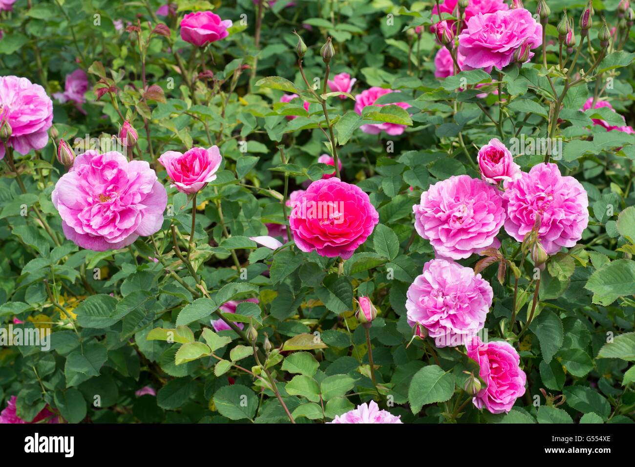 ENGLAND'S ROSE, English Rose - bred by David Austin, Shrub Rose Stock ...