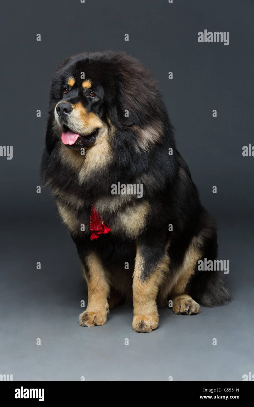 Beautiful big Tibetan mastiff dog Stock Photo - Alamy