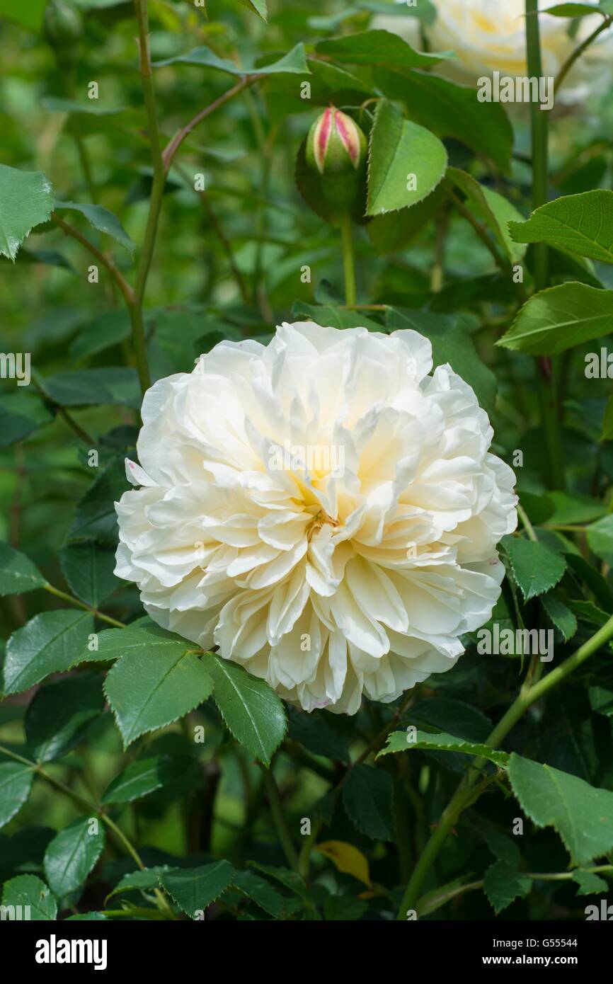 LICHFIELD ANGEL, English Rose - bred by David Austin, Shrub Rose Stock ...
