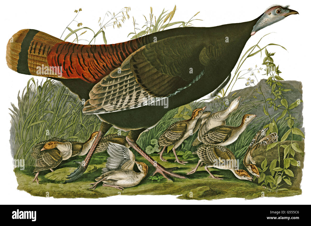 Wild turkey, Meleagris gallopavo, birds, 1827 - 1838 Stock Photo - Alamy