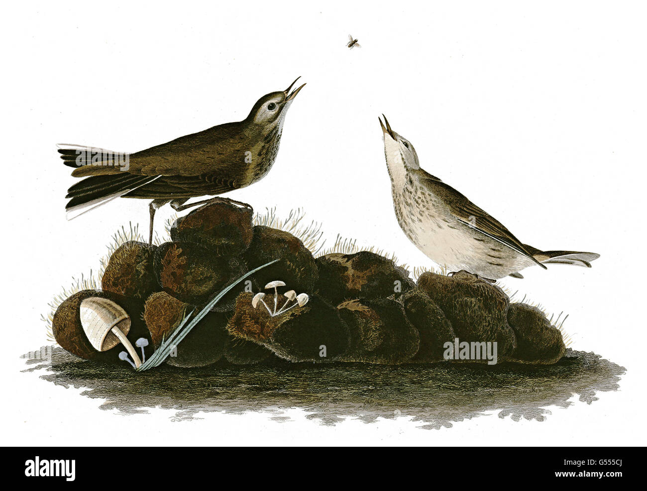 Water pipit, Anthus spinoletta, Brown Titlark, birds, 1827 - 1838 Stock ...