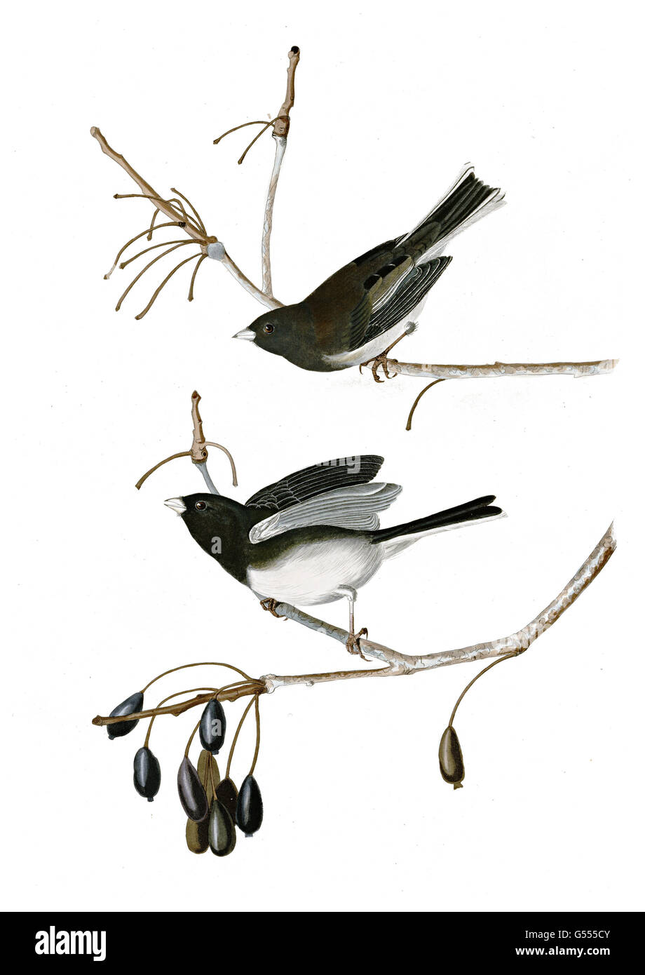 Dark eyed junco image Cut Out Stock Images & Pictures - Alamy
