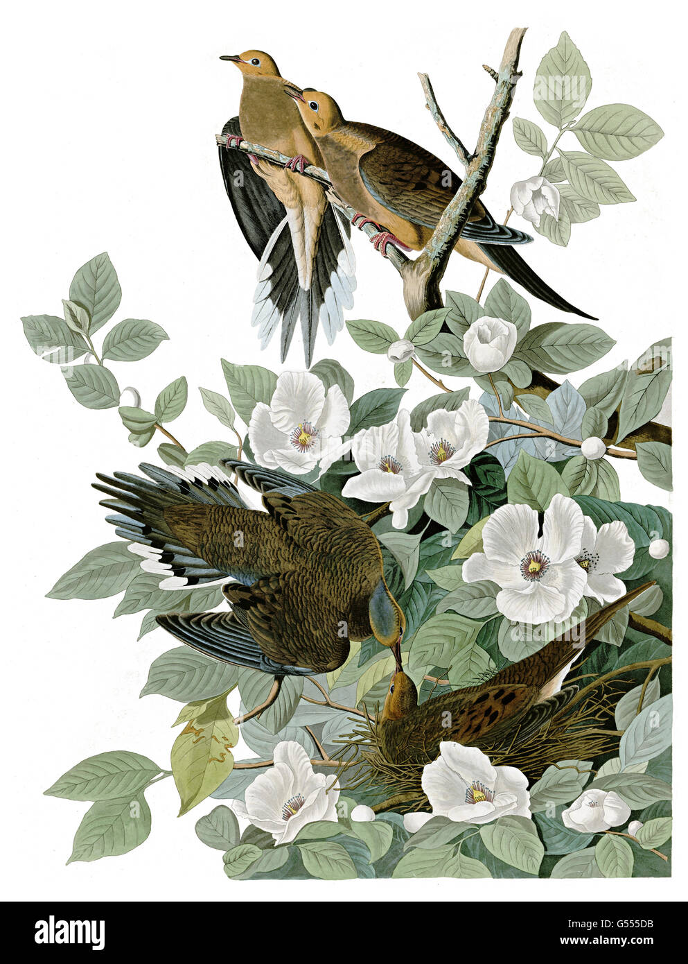 Genus mourning doves hi-res stock photography and images - Alamy Genus mourning doves hi-res stock photography and images - Alamy