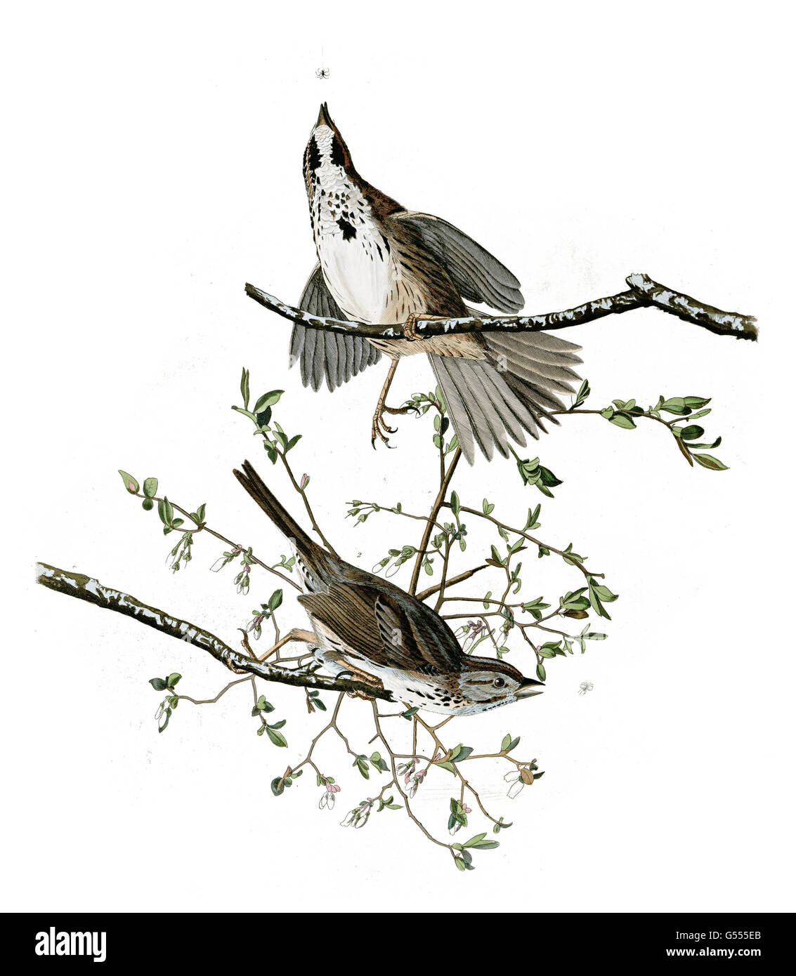 Song Sparrow, Melospiza melodia, birds, 1827 - 1838 Stock Photo - Alamy