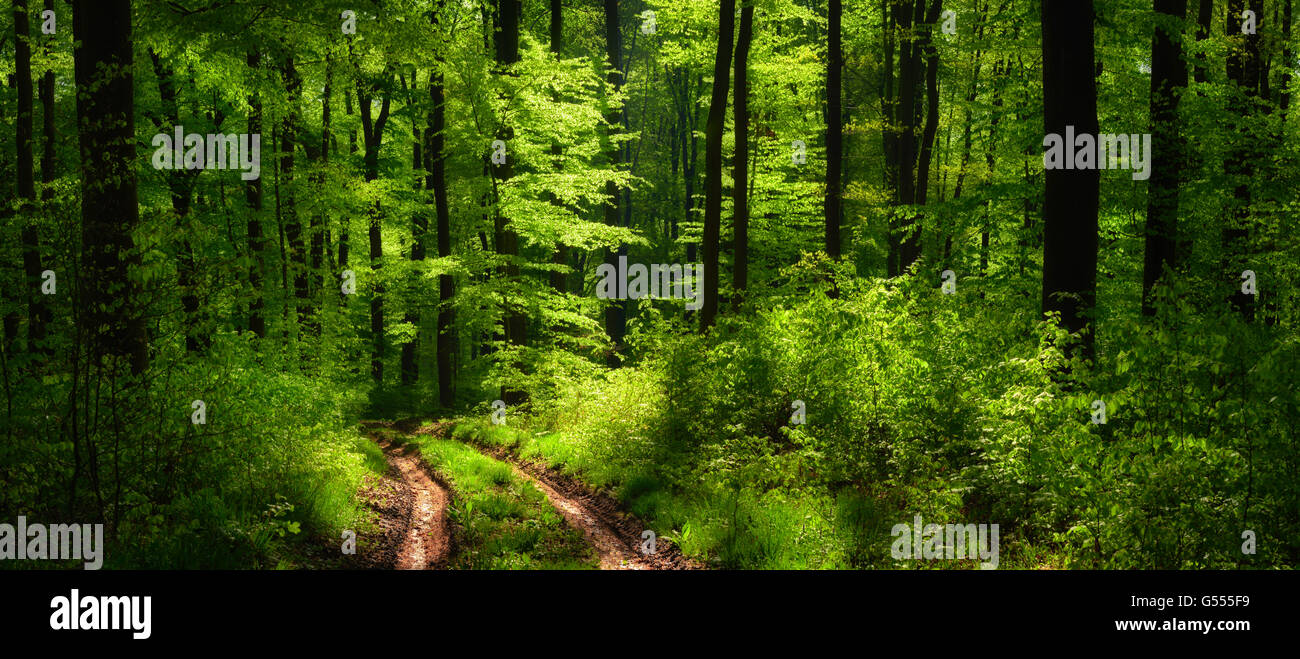Dreamy scenery in the forest with a path leading through lush green ...