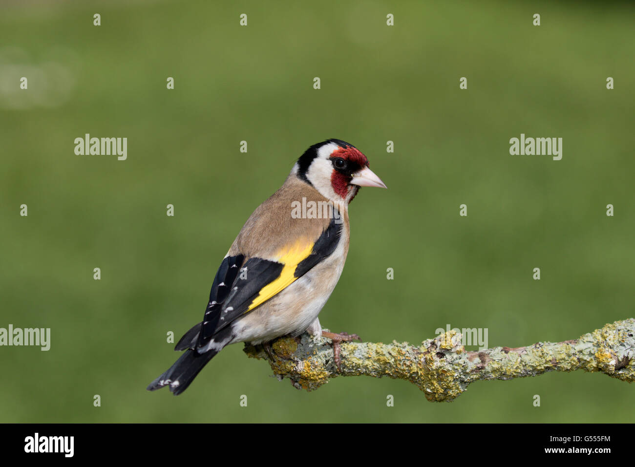 Goldfinch summer hi-res stock photography and images - Alamy
