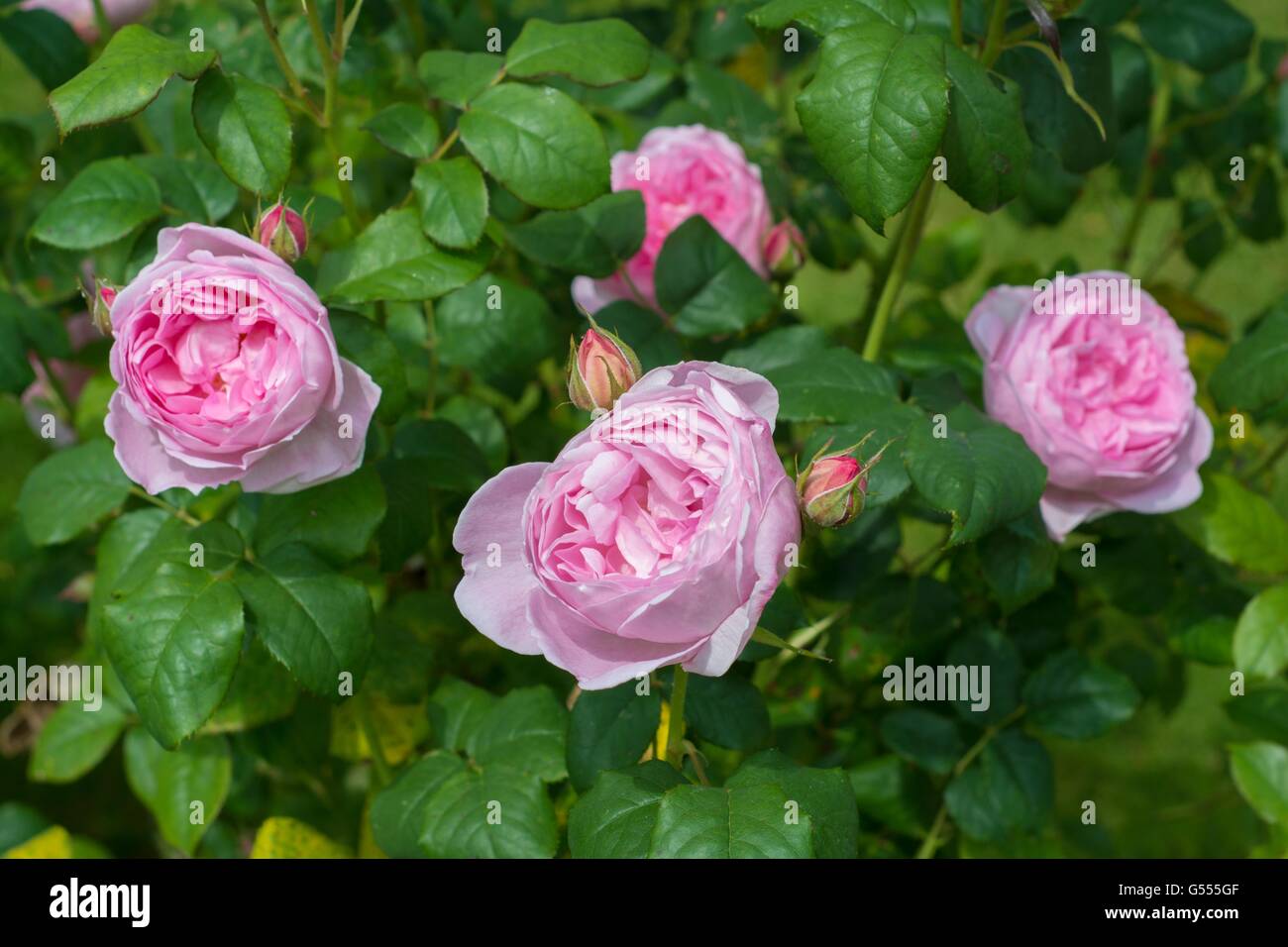 SCEPTER'D ISLE, English Rose - bred by David Austin, Shrub Rose Stock ...