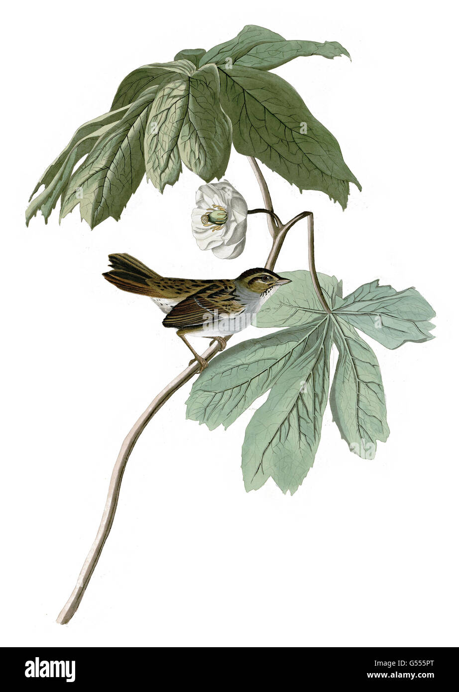 Birds america Cut Out Stock Images & Pictures - Alamy