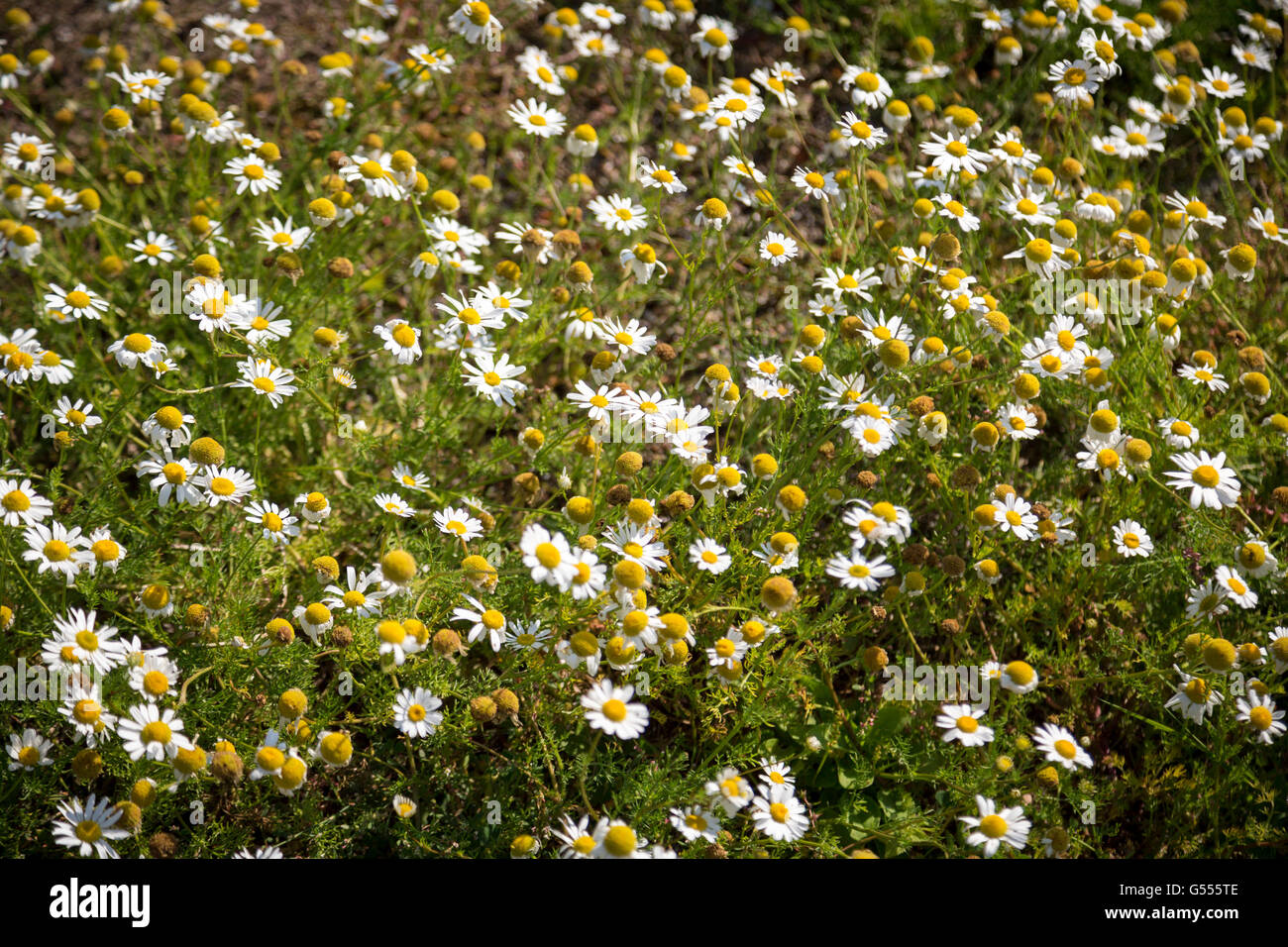 field of daisies in spring Stock Photo - Alamy