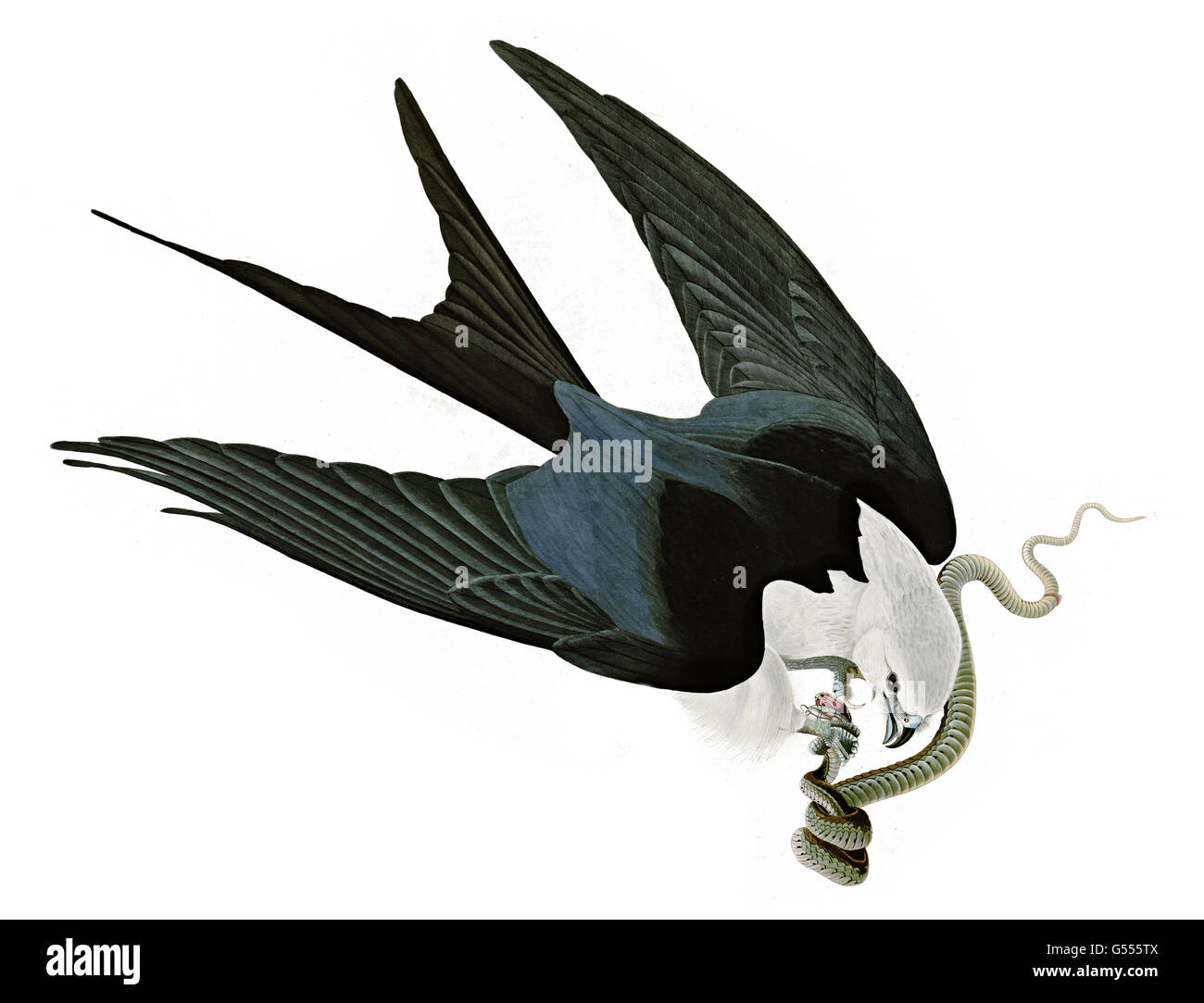 American Swallow-tailed Kite, Elanoides forficatus, Swallow-tailed Hawk ...