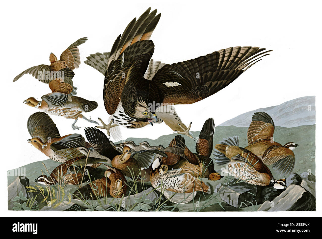 Scientific name colinus virginianus hi-res stock photography and images ...