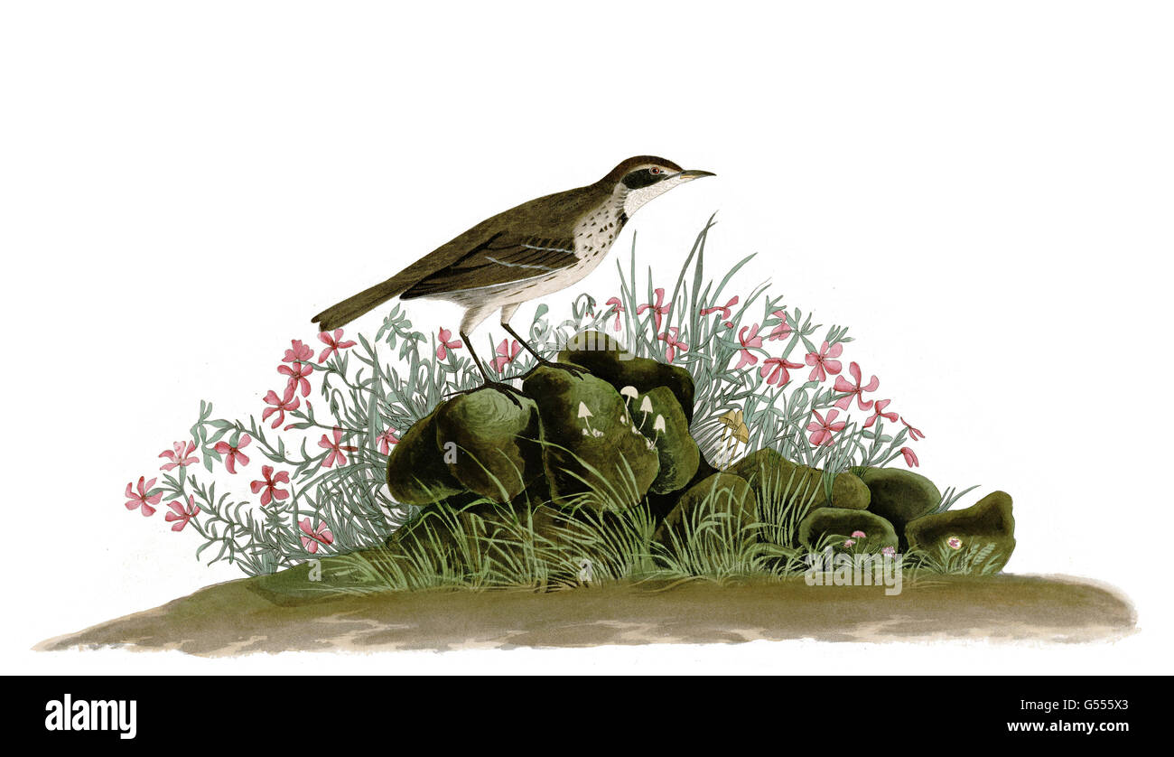 Water Pipit, Anthus spinoletta, Prairie Titlark, birds, 1827 - 1838 ...
