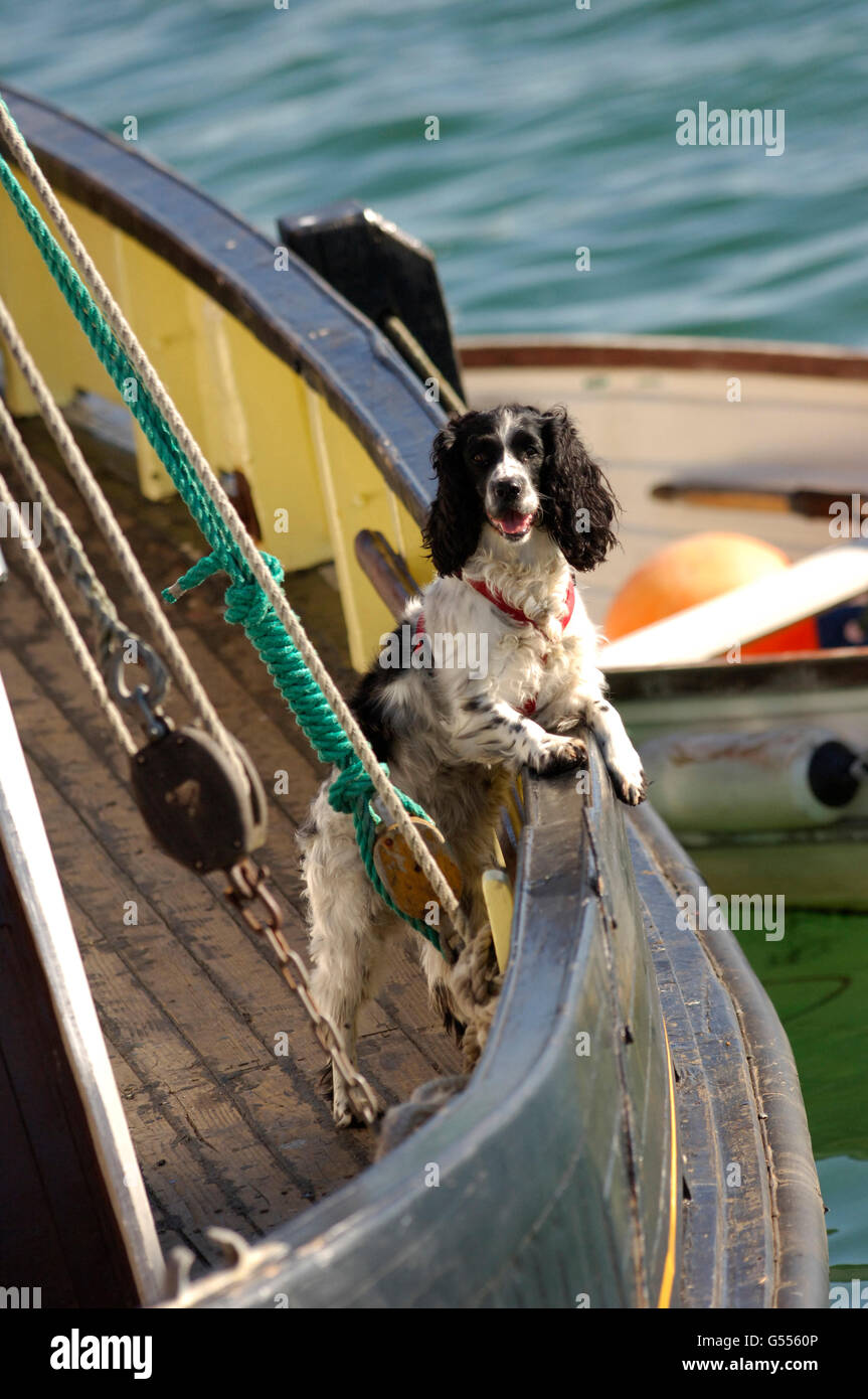 Dogs on paddle board hi-res stock photography and images - Alamy