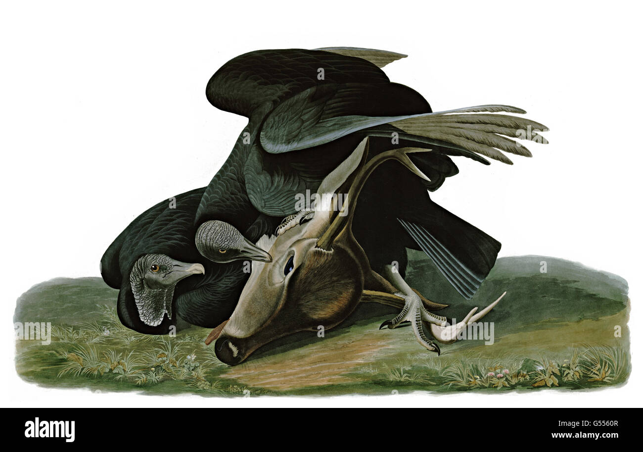 Black Vulture, Coragyps atratus, Black Vulture or Carrion Crow, birds ...