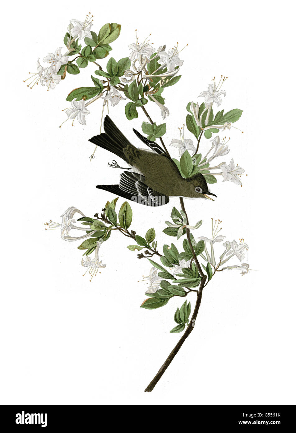 L virens hi-res stock photography and images - Alamy