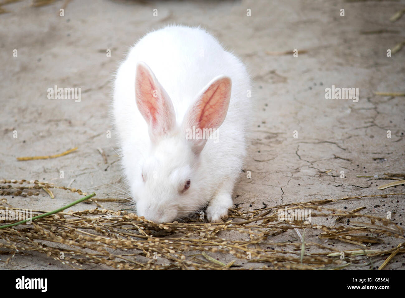 Canola seeds hi-res stock photography and images - Alamy