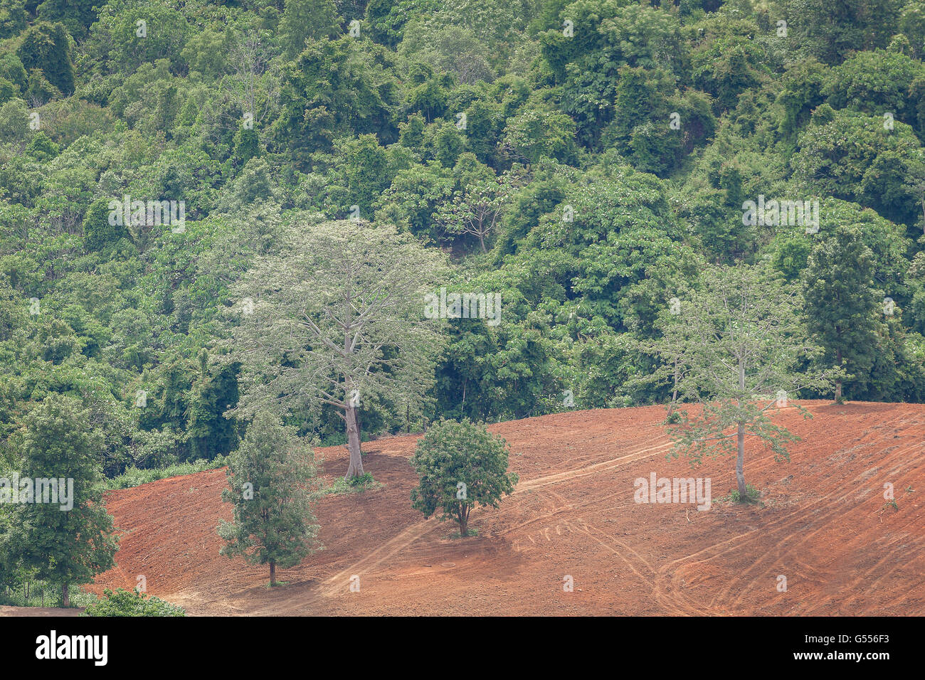 Aerial view on dried green forest with part of reclaim land which ...