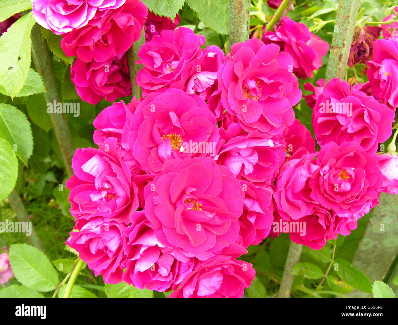 Pillar Rose High Resolution Stock Photography and Images - Alamy