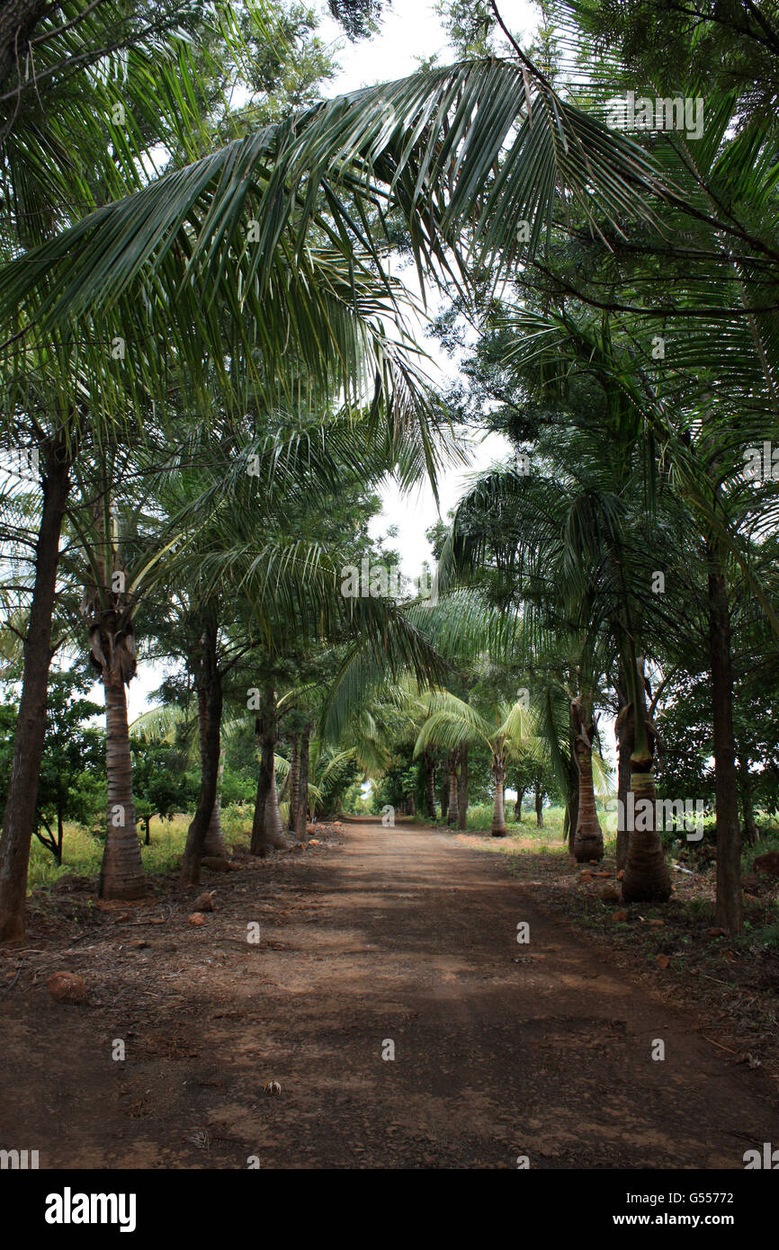 Road through palm trees hi-res stock photography and images - Alamy