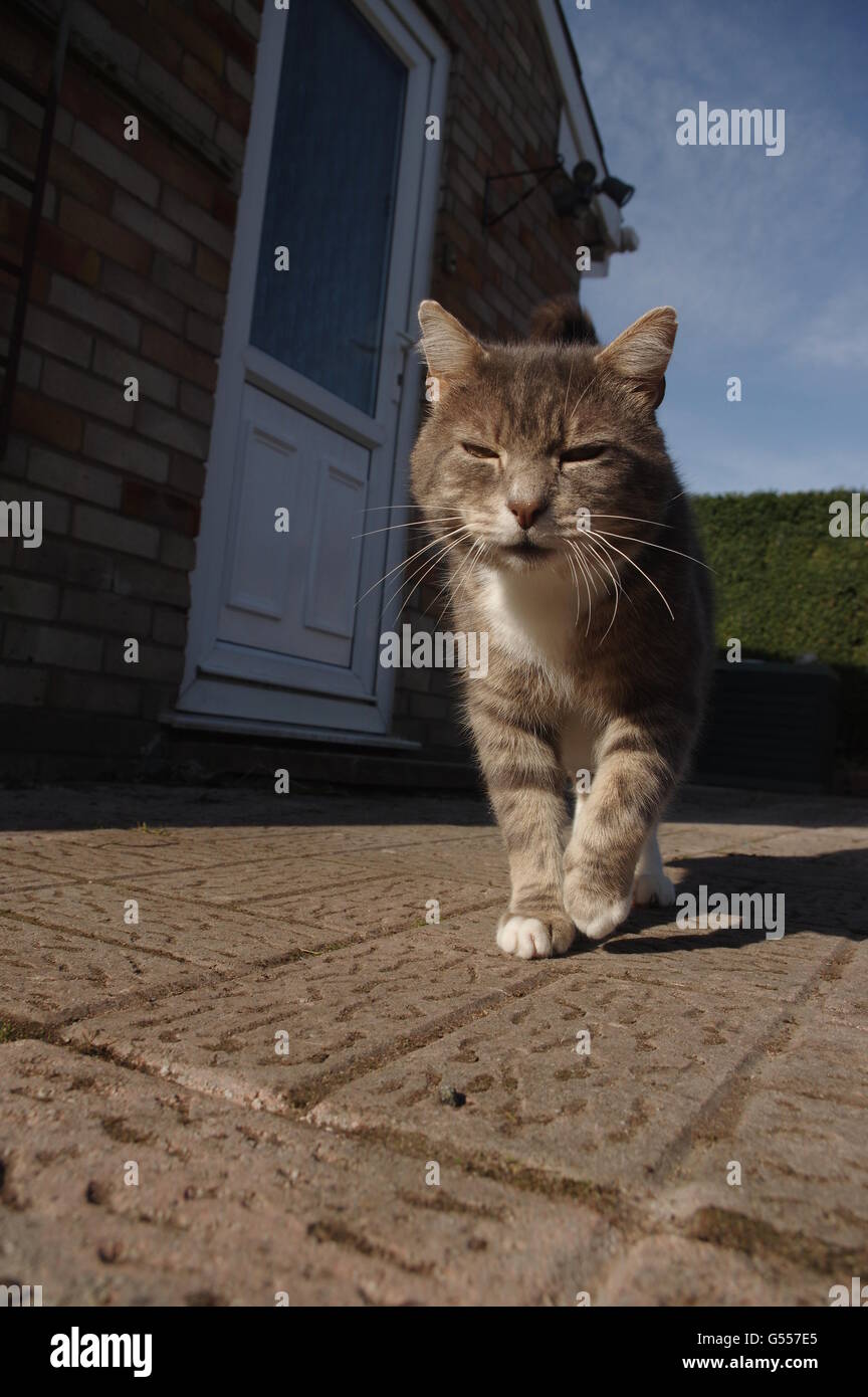 Tabby cat walking on garden path Stock Photo - Alamy