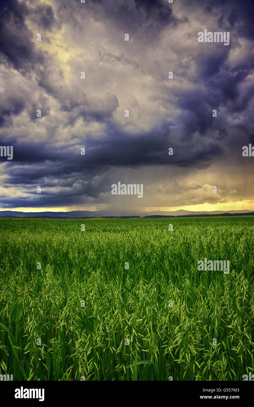 dramatic scene - meadow with clouds with and rain during summer Stock ...
