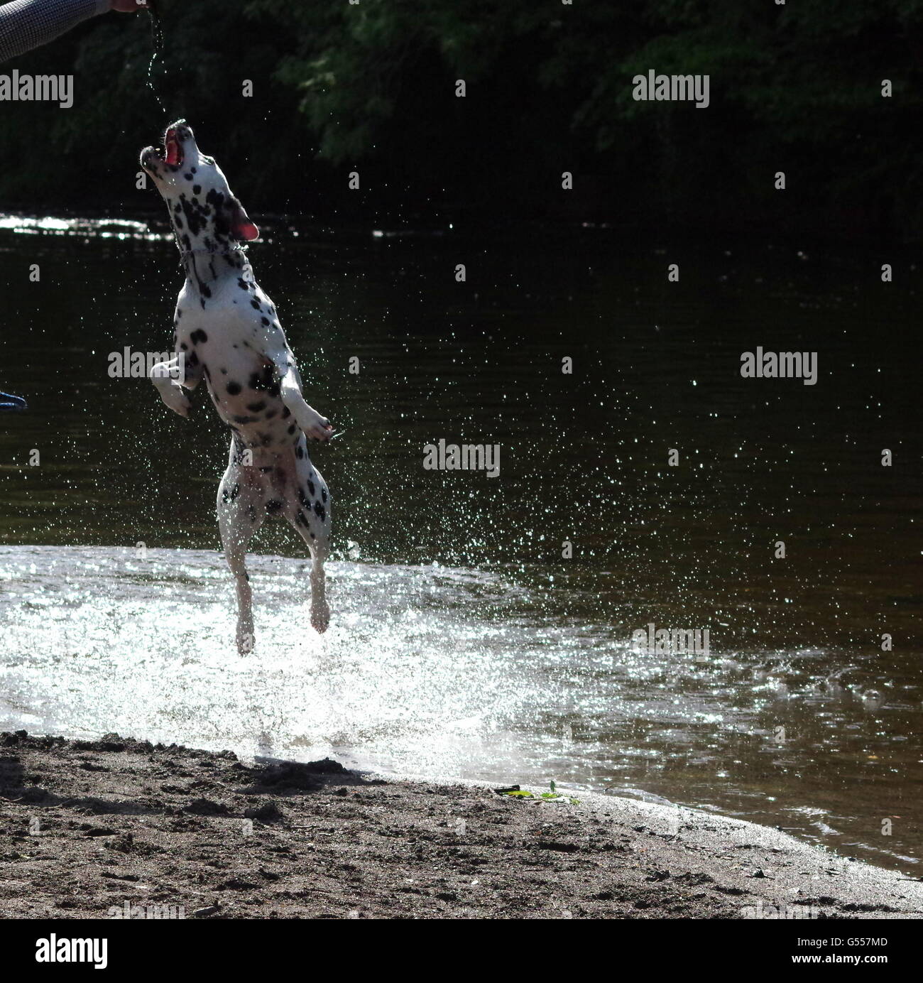 Dog Jumping Into Water