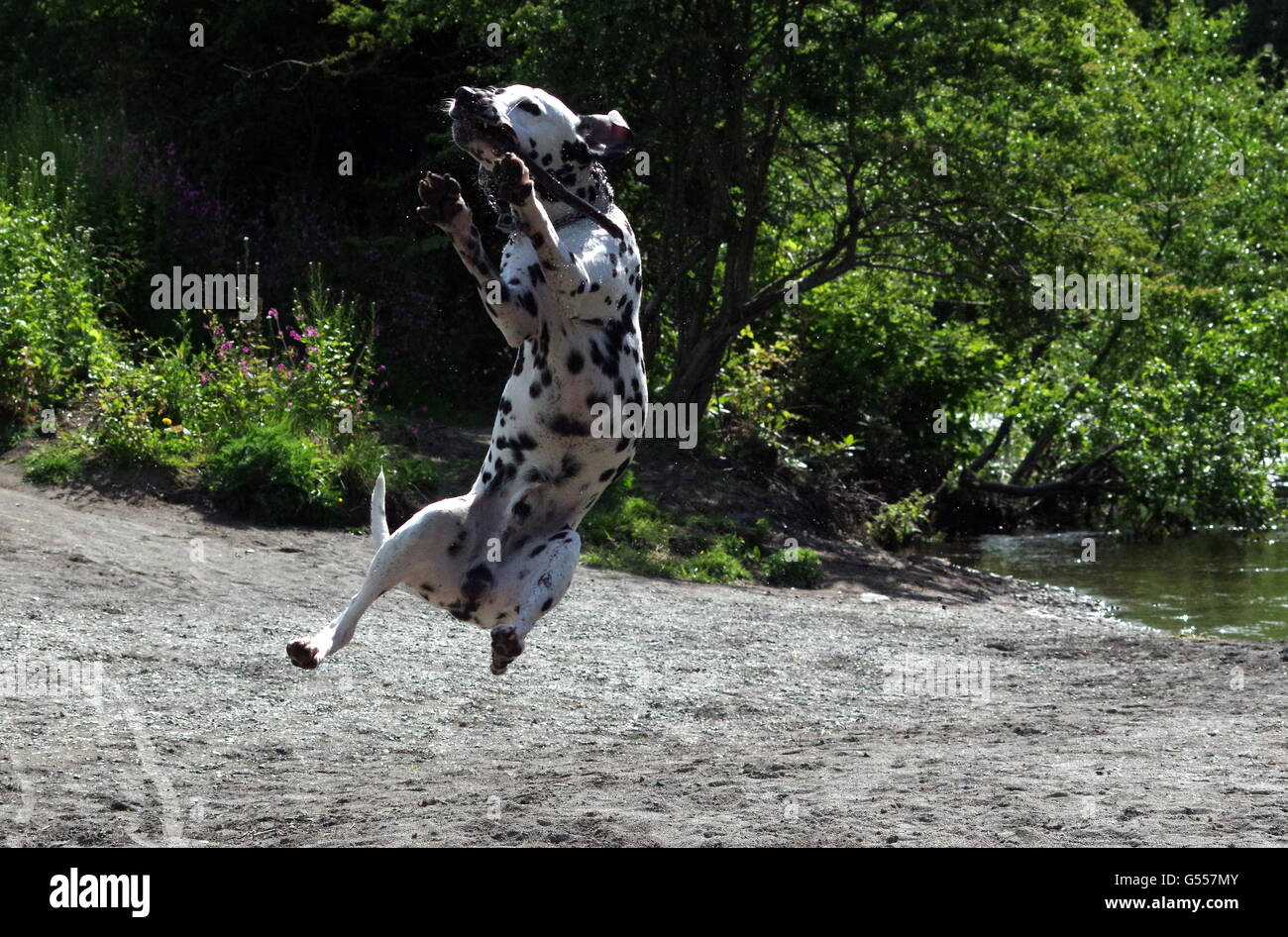 Catching a stick hi-res stock photography and images - Alamy