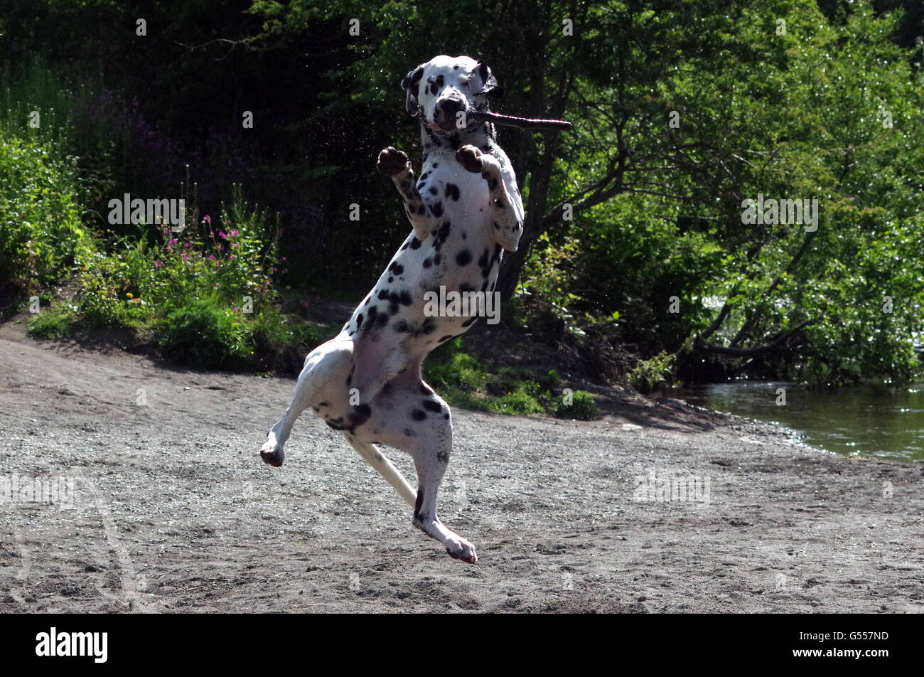 Dalmatian dog catching a stick Stock Photo - Alamy