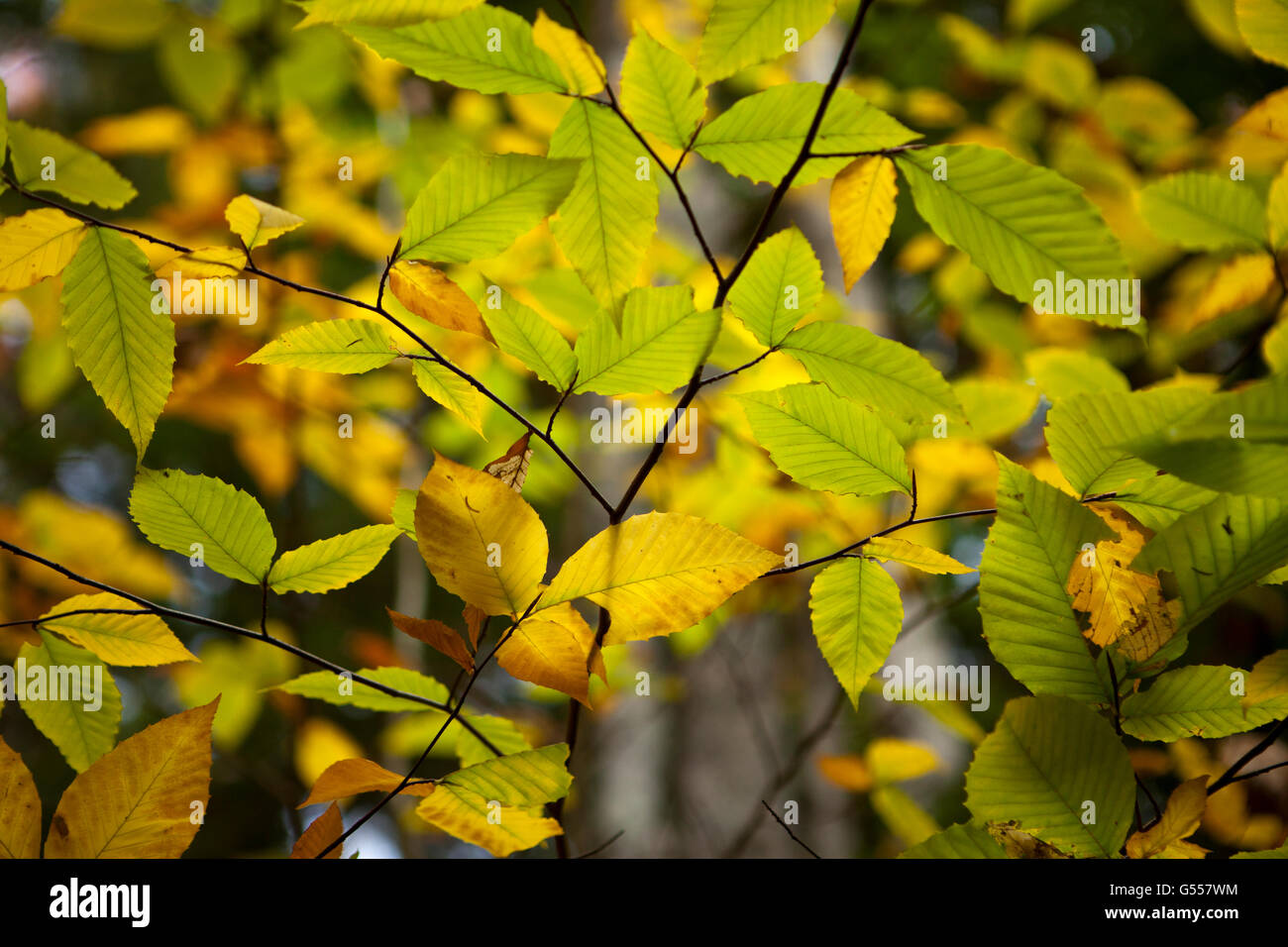 American Beech (Fagus grandifolia) leaves turning color in fall, Groton ...