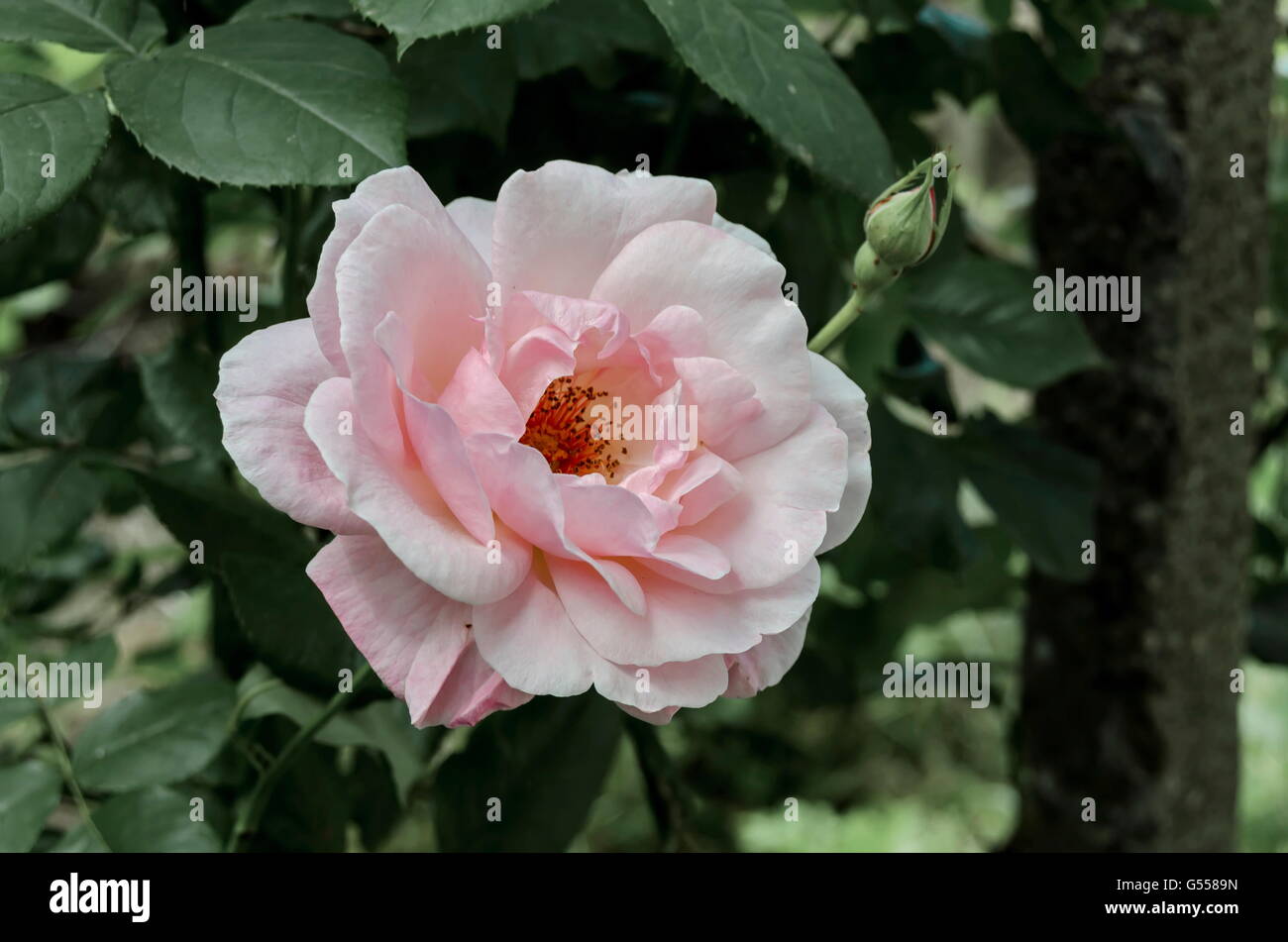 Pink rose bush in bloom at natural outdoor garden, Sofia, Bulgaria ...