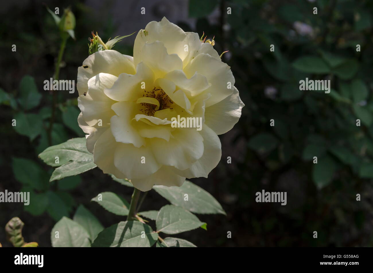 Yellow rose bush in bloom at natural outdoor garden, Sofia, Bulgaria ...