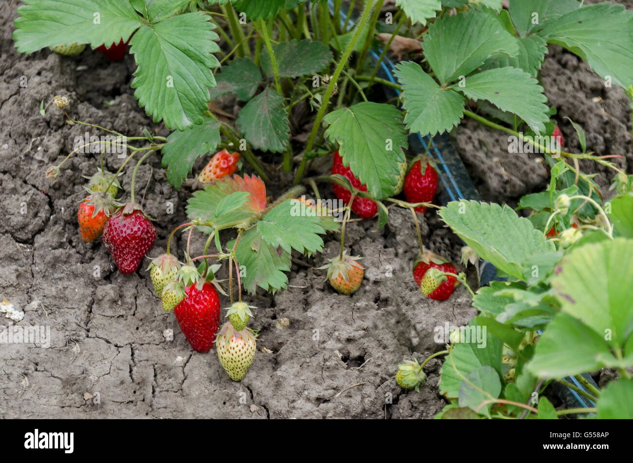 Organic farming of strawberry and technology for irrigation with drop ...