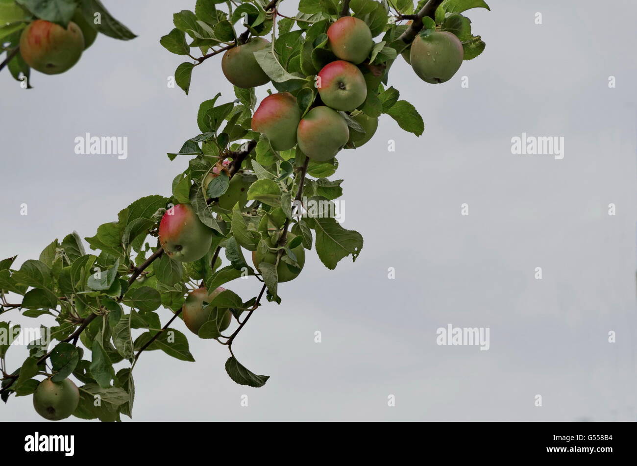 Wild apple tree hi-res stock photography and images - Alamy