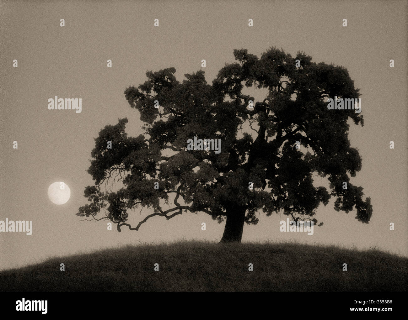 Oak tree on hill with rising full moon, Diablo Foothills Regional Park ...