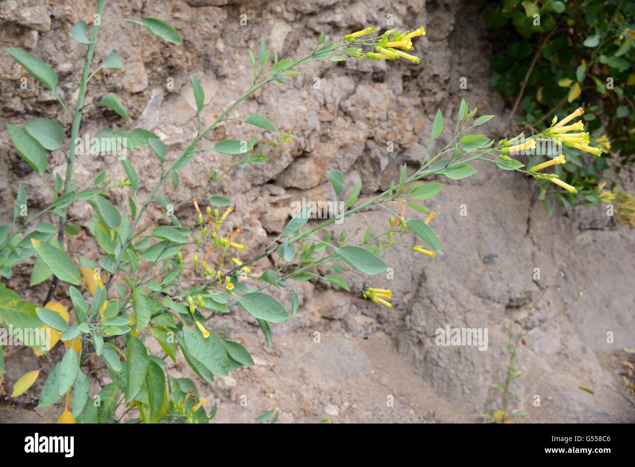 Tree tobacco (Nicotiana glauca), an invasive species from South America ...