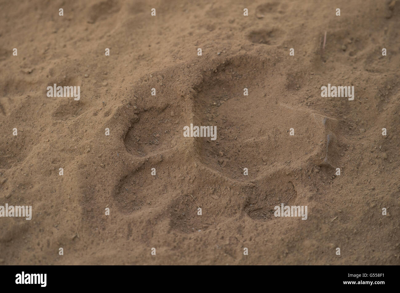 Footprints by Bengal tiger (Panthera tigris tigris), Ranthambore ...