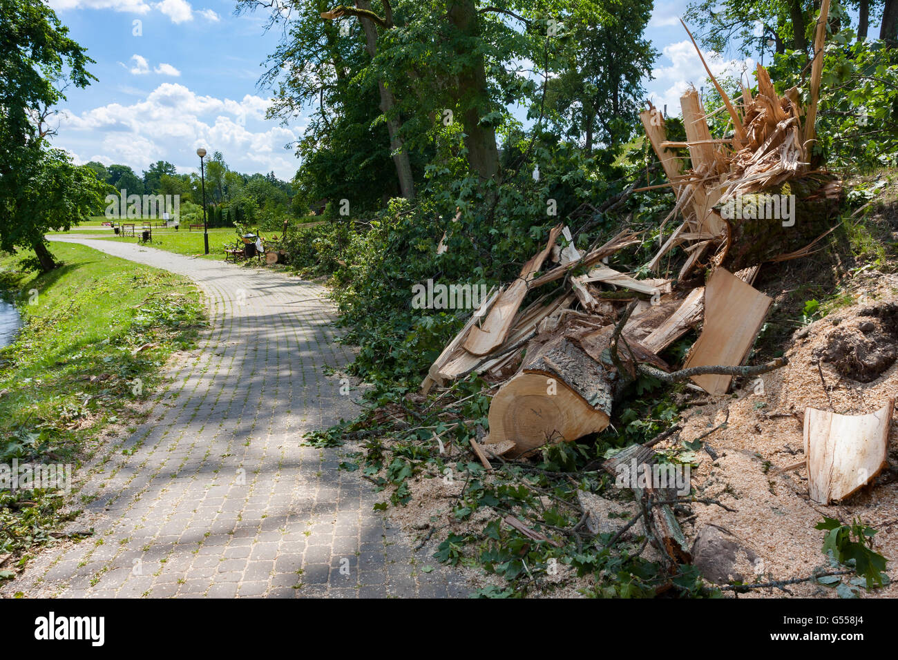 Broken trees on the bike path after the hurricane winds Stock Photo - Alamy