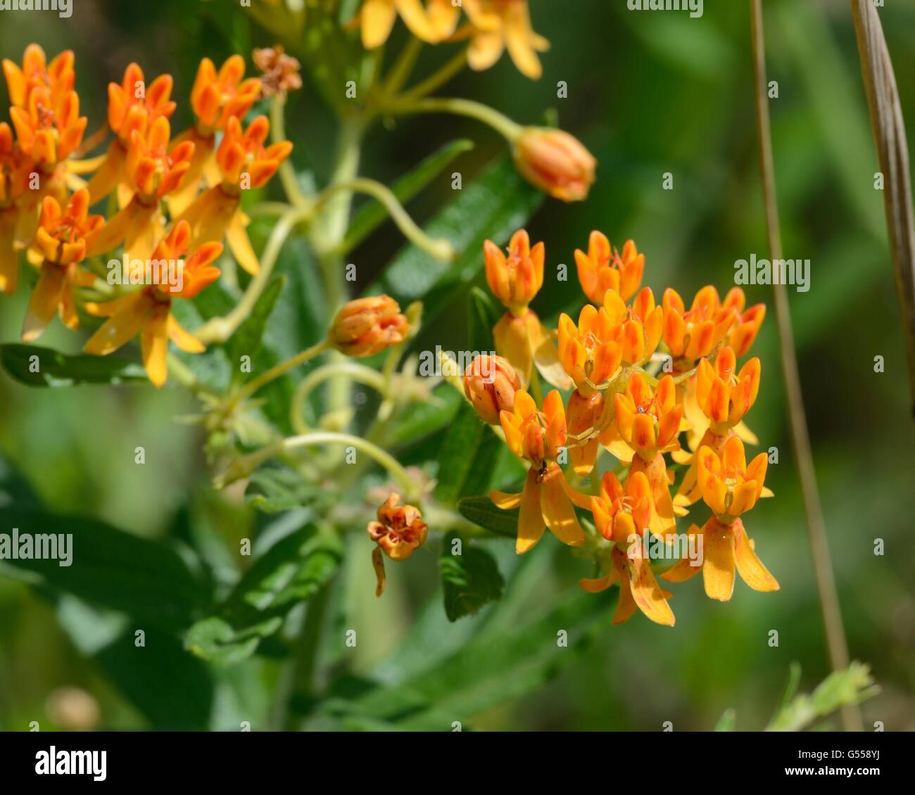monarch host plant Stock Photo - Alamy