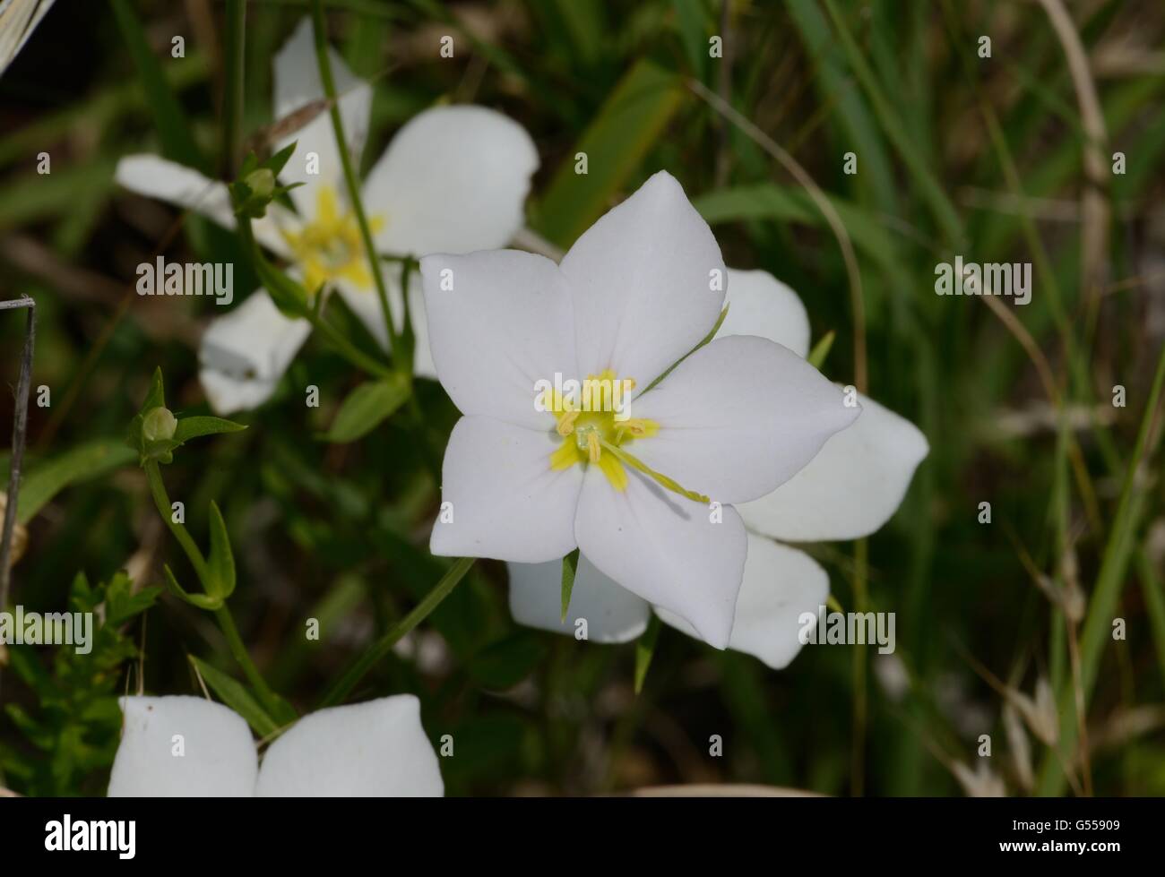 Prairie sabatia hi-res stock photography and images - Alamy