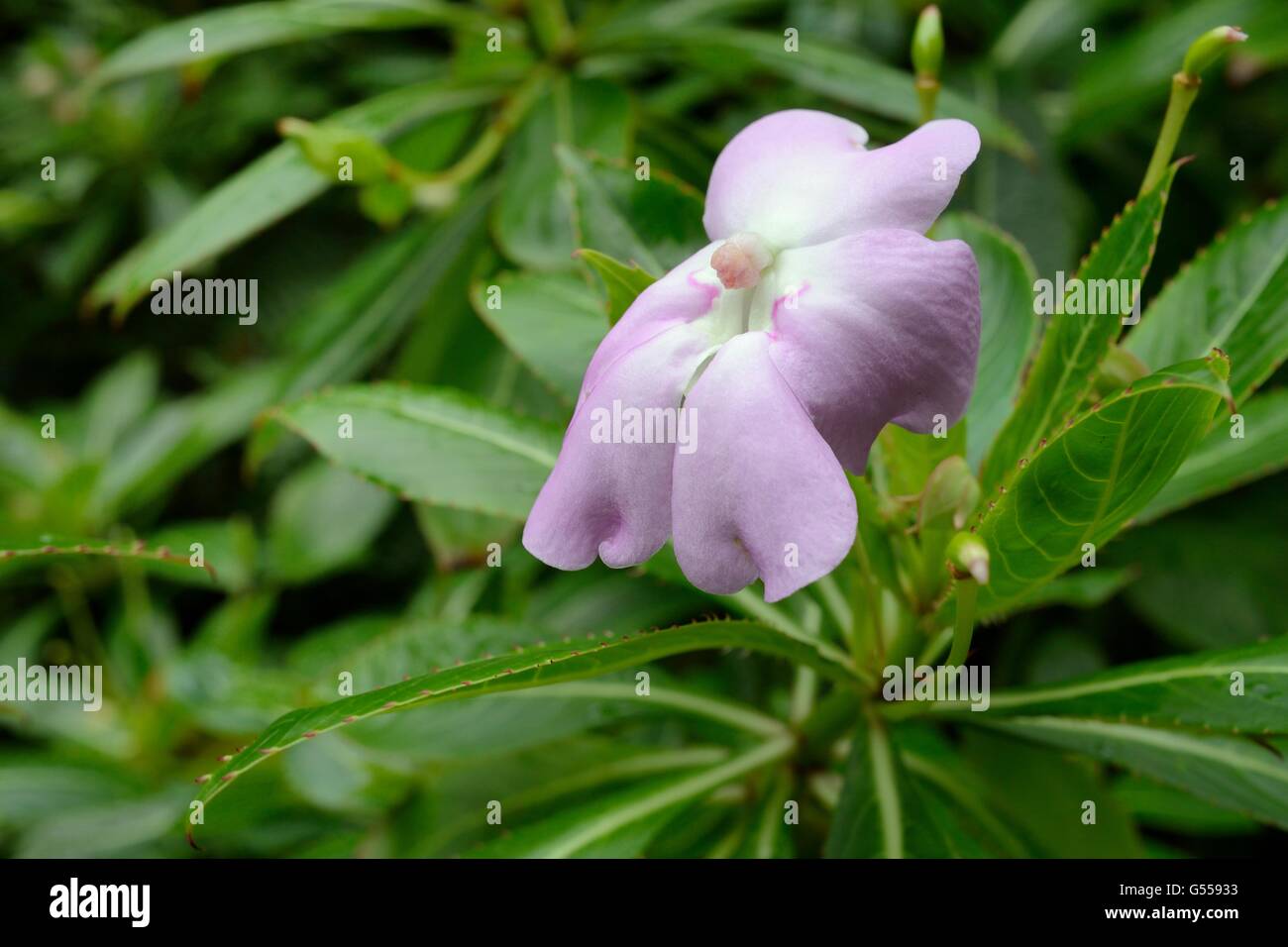 East african islands hi-res stock photography and images - Alamy