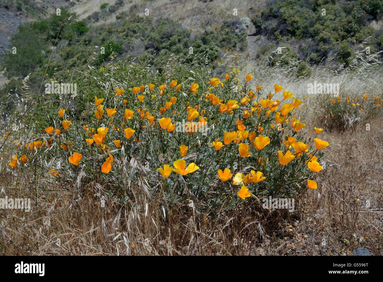 Californian poppy / Golden poppy (Eschscholzia californica) clump ...