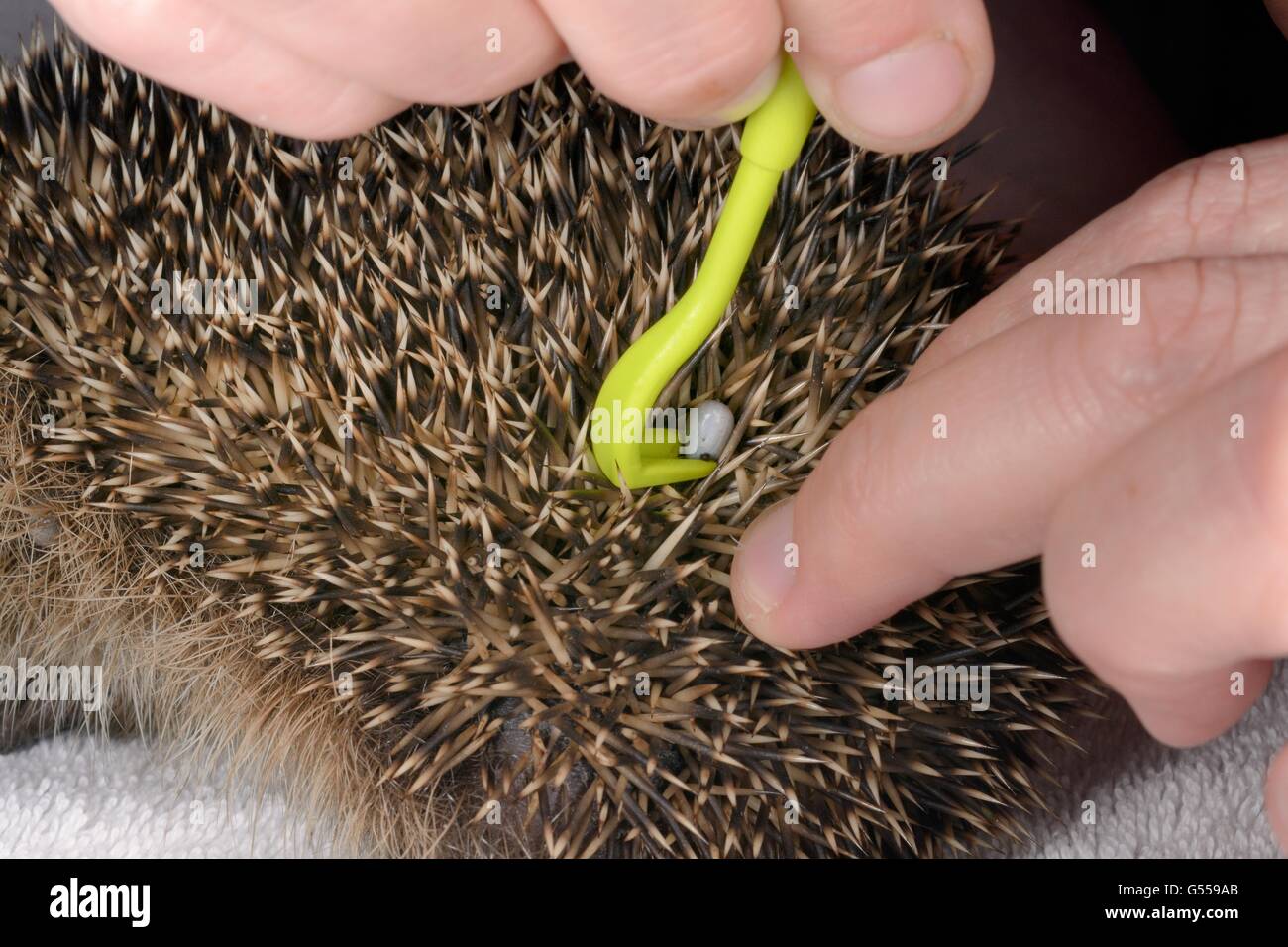Hedgehog tick (Ixodes hexagonus) being removed with a tick remover hook ...