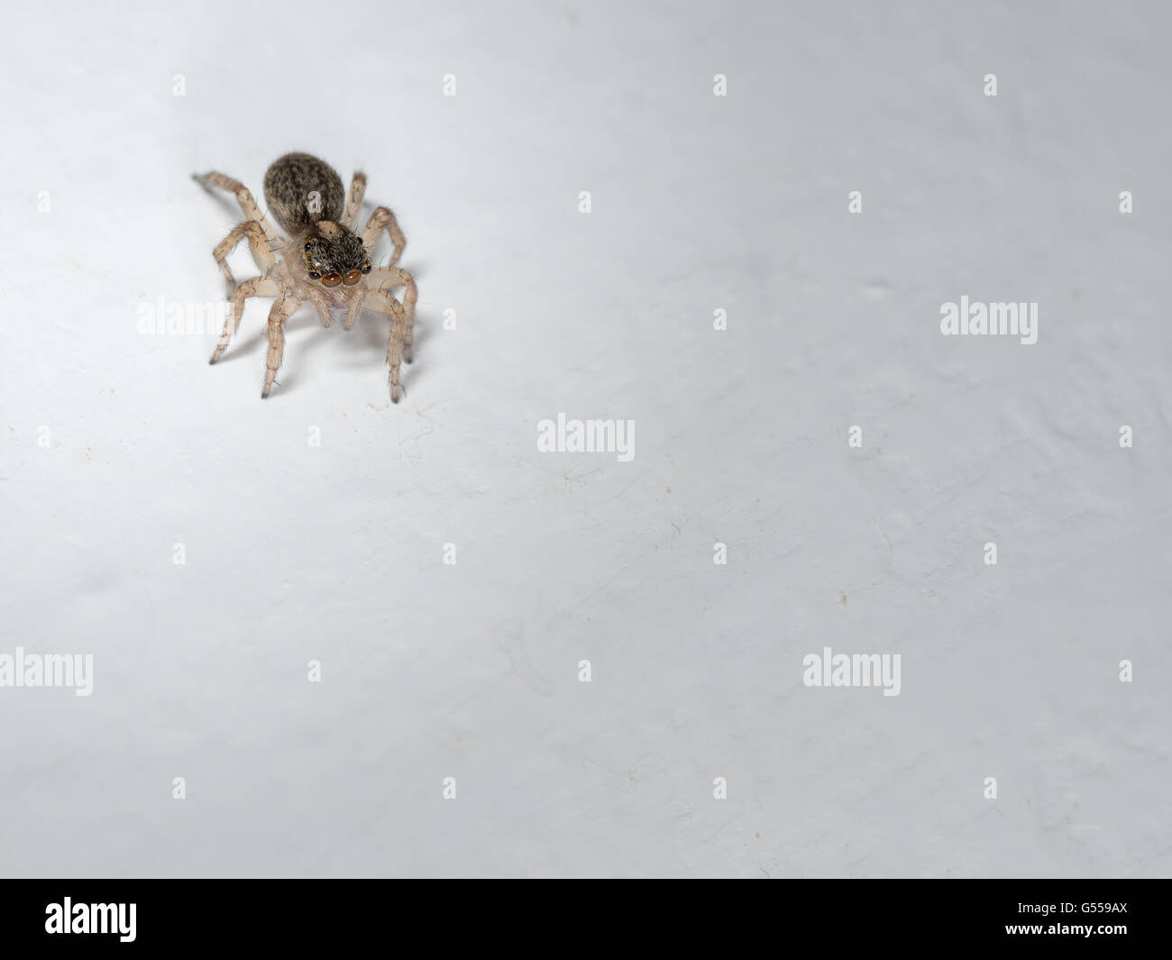 Small spider white background hi-res stock photography and images - Alamy