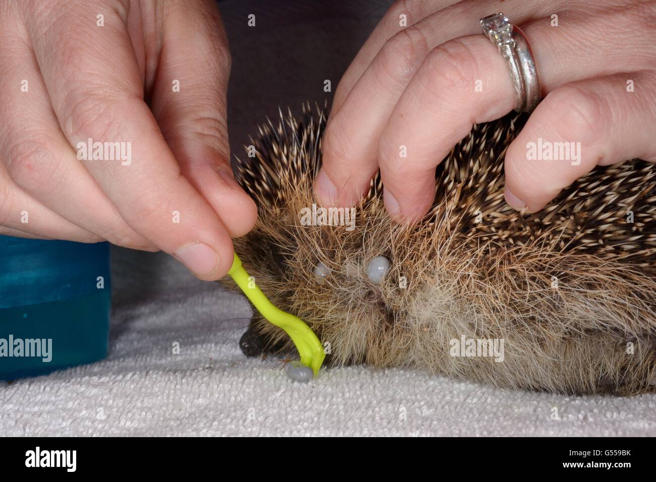 Tick removal hook hi-res stock photography and images - Alamy