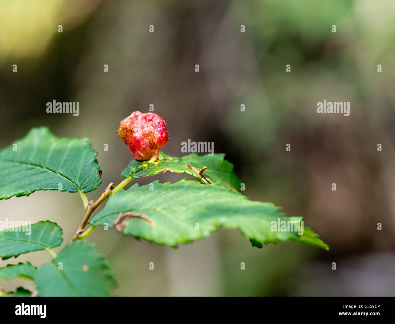 Deformed leaf hi-res stock photography and images - Alamy